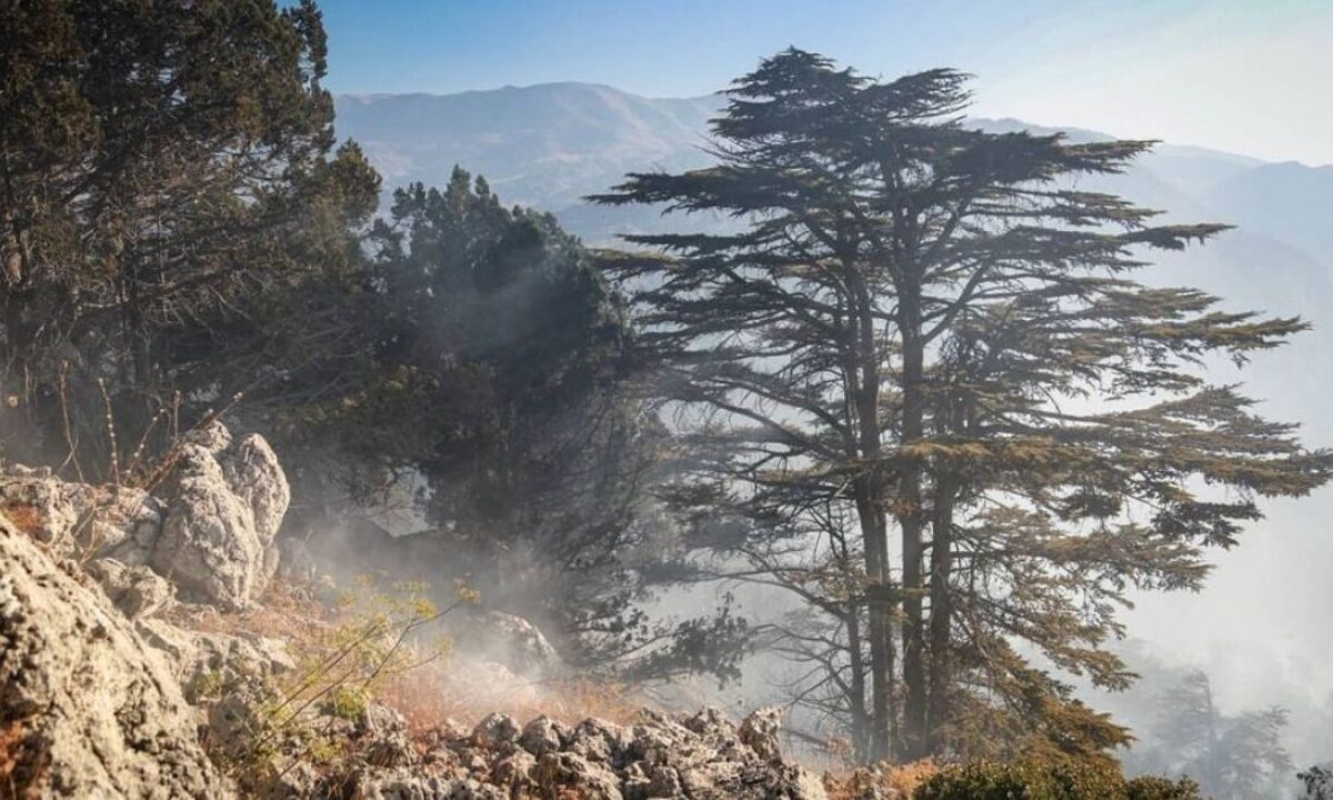 Lebanese Cedar Forest