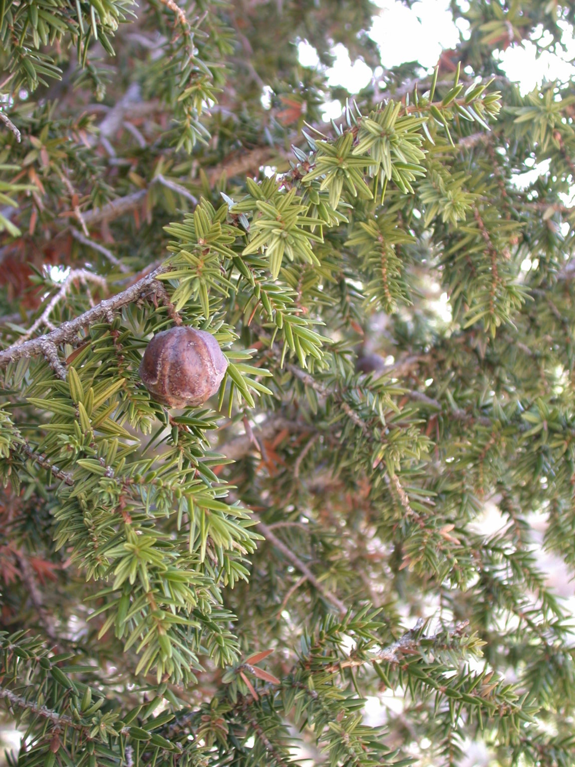 20+ Beautiful Native Tree Species In Lebanon