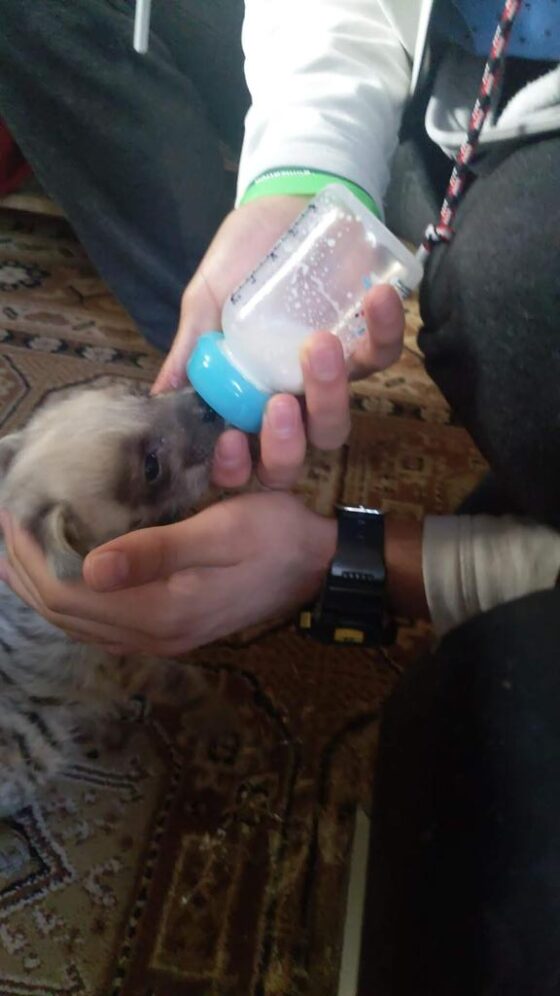 Meet Lucky The Striped Hyena Rescued & Raised By A Lebanese Family