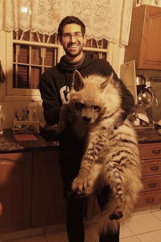 Meet Lucky The Striped Hyena Rescued & Raised By A Lebanese Family